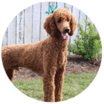D' Shalom Goldendoodles - Meet the parents