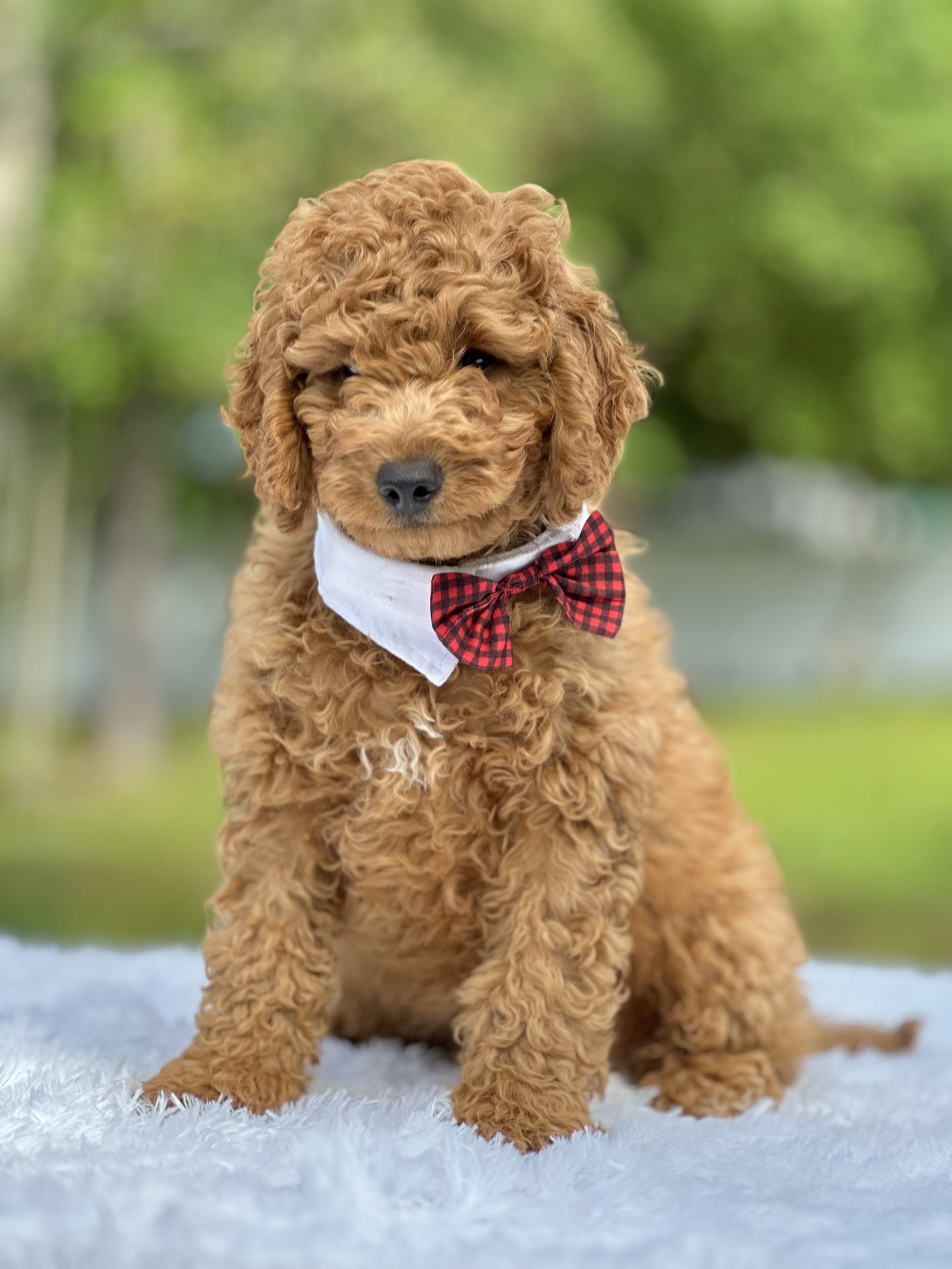 F1b Medium Goldendoodle Archives - D' Shalom Goldendoodles