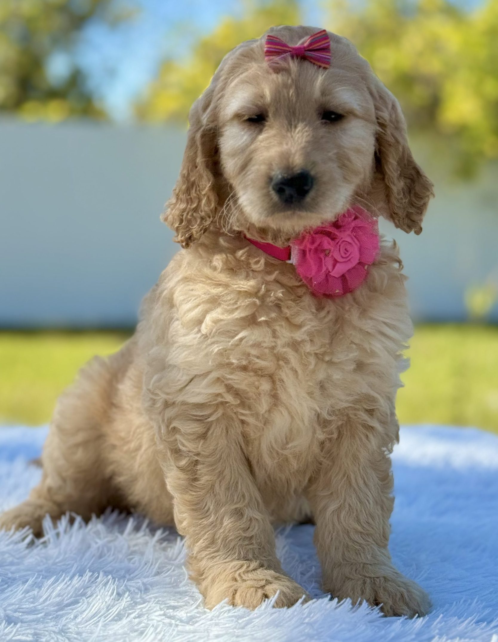 F1 Standard Goldendoodle Archives - D' Shalom Goldendoodles