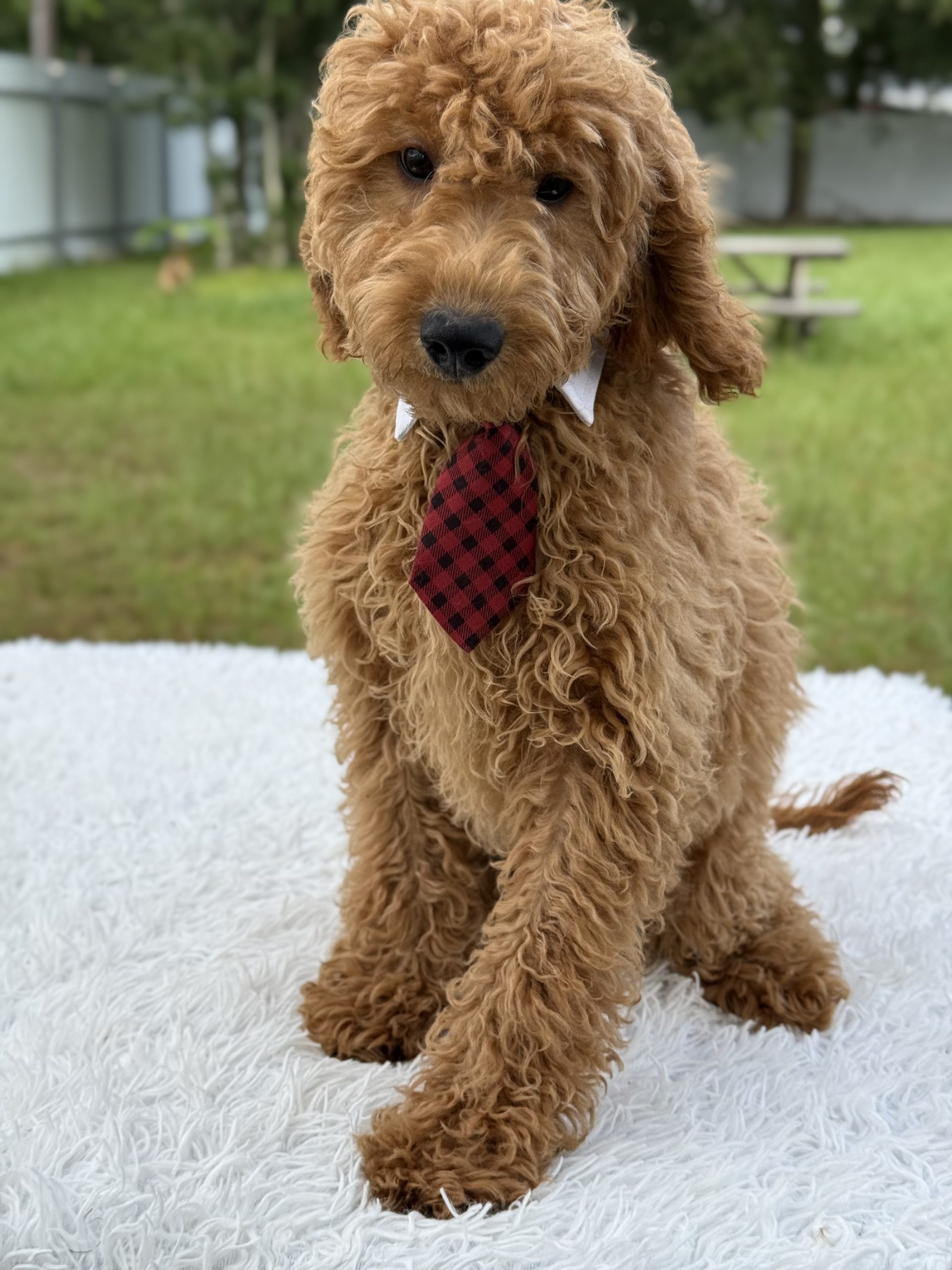 D' Shalom Goldendoodles - Gus %F1b Medium Goldendoodle