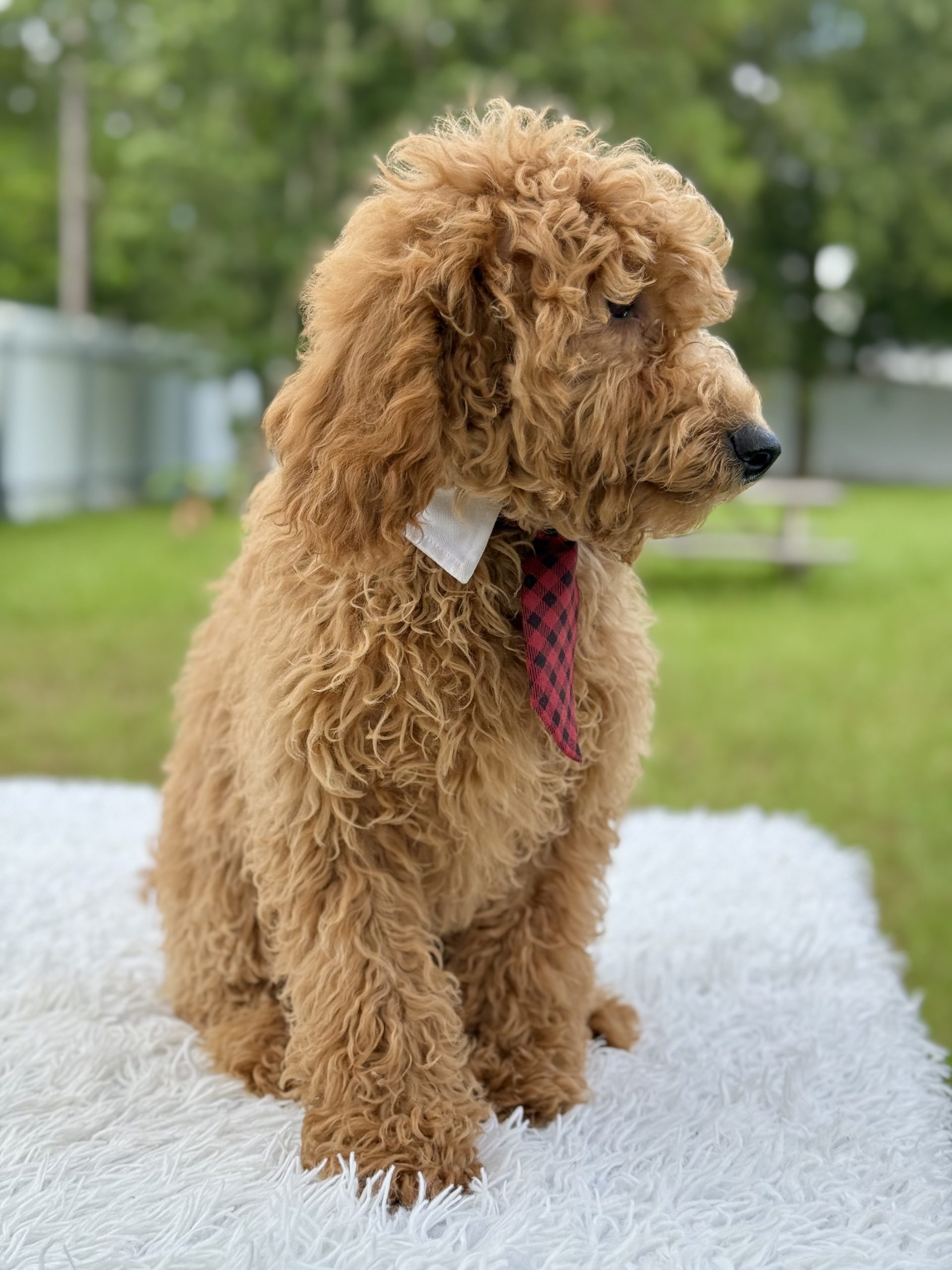 D' Shalom Goldendoodles - Gus %F1b Medium Goldendoodle