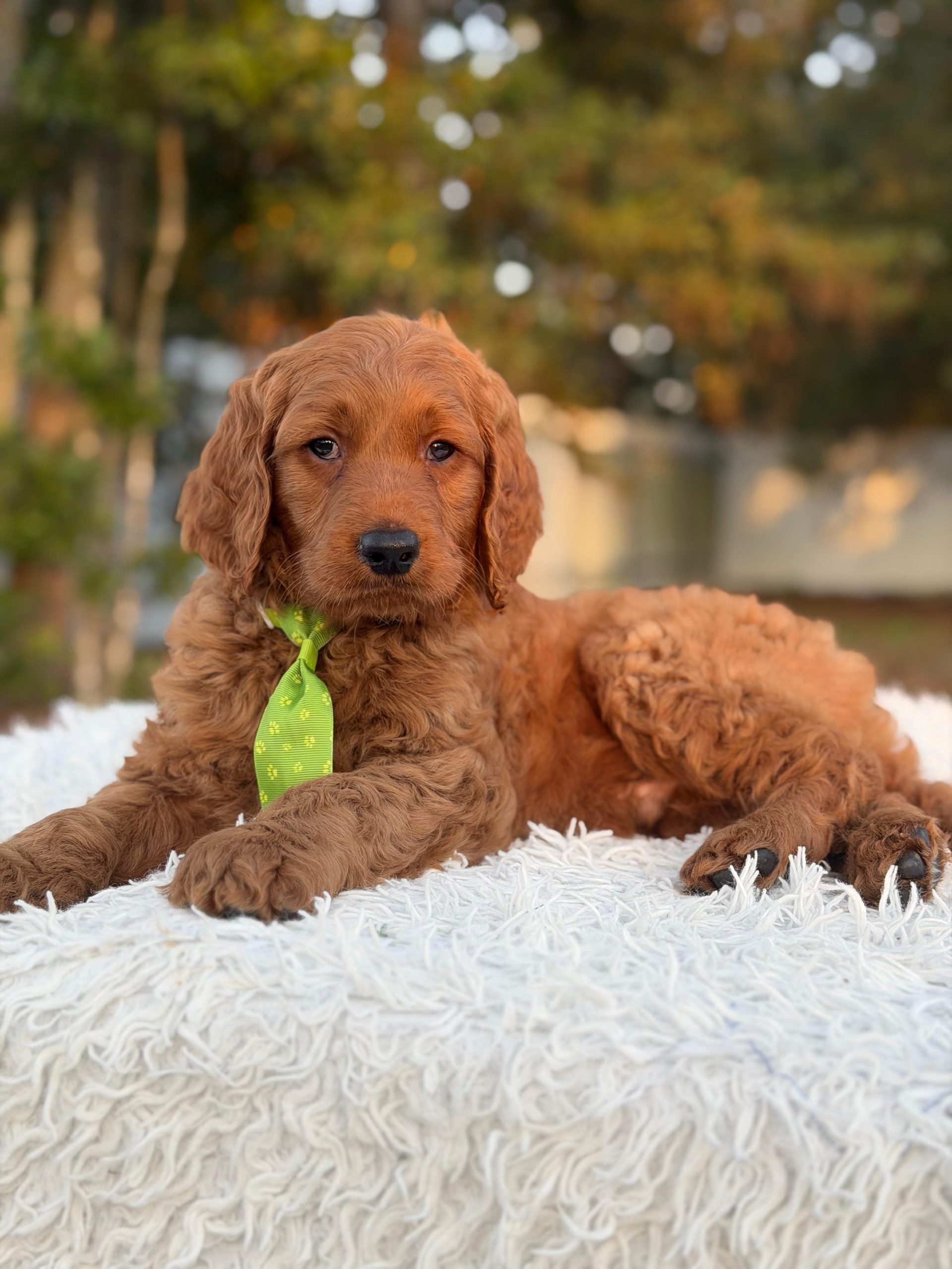 D' Shalom Goldendoodles - Kai %F1b Standard Goldendoodle