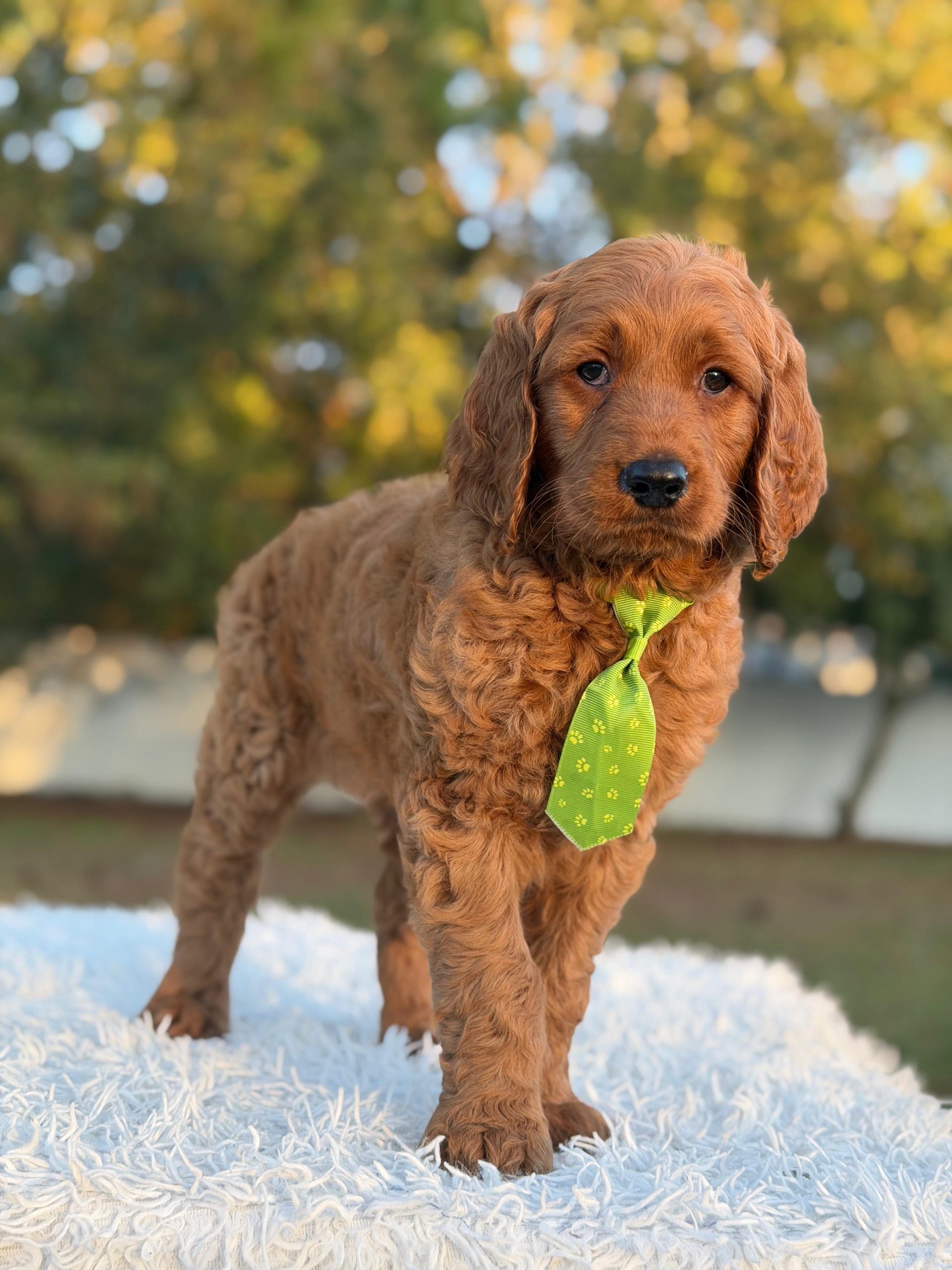 D' Shalom Goldendoodles - Kai %F1b Standard Goldendoodle