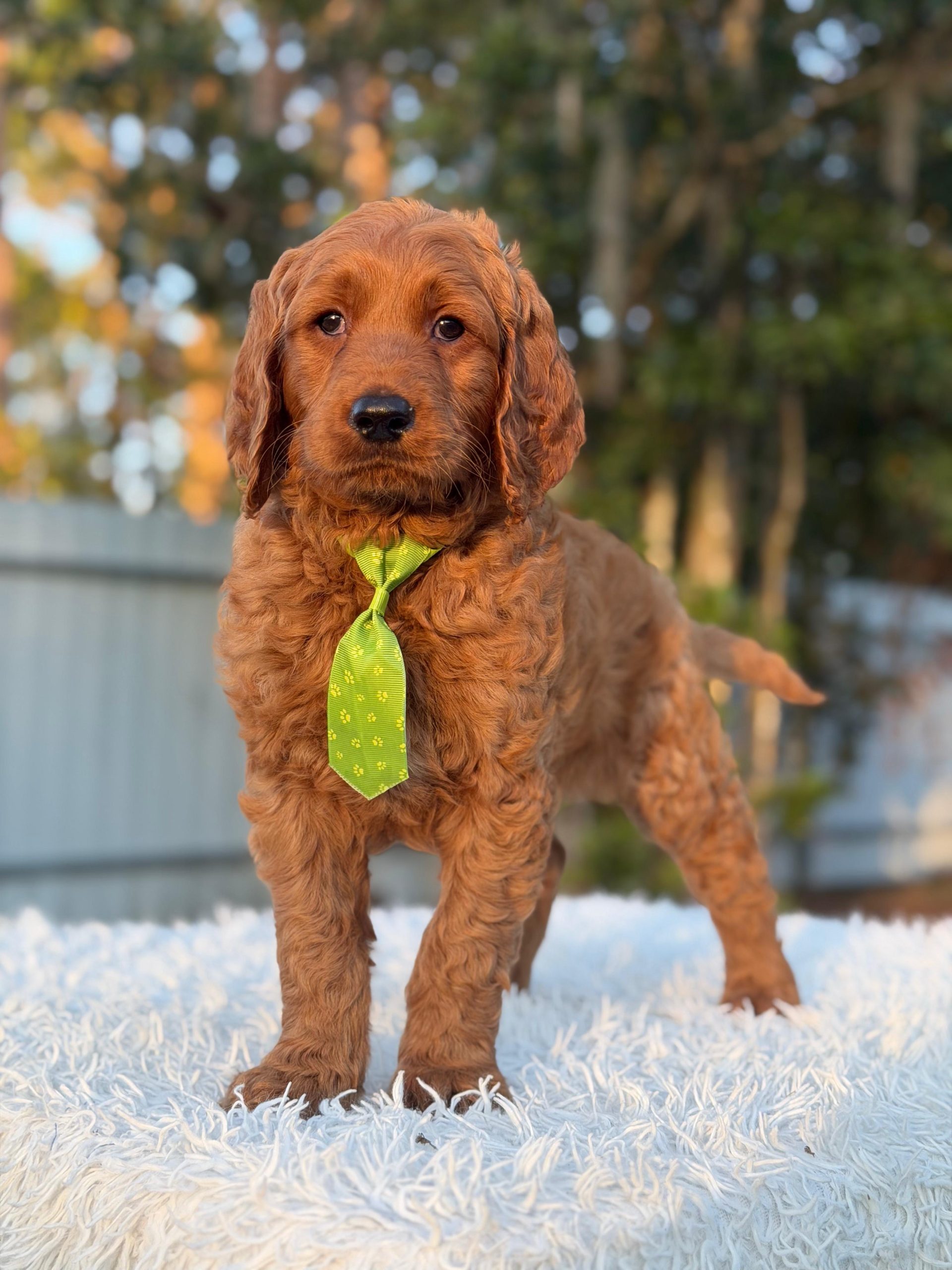 D' Shalom Goldendoodles - Kai %F1b Standard Goldendoodle
